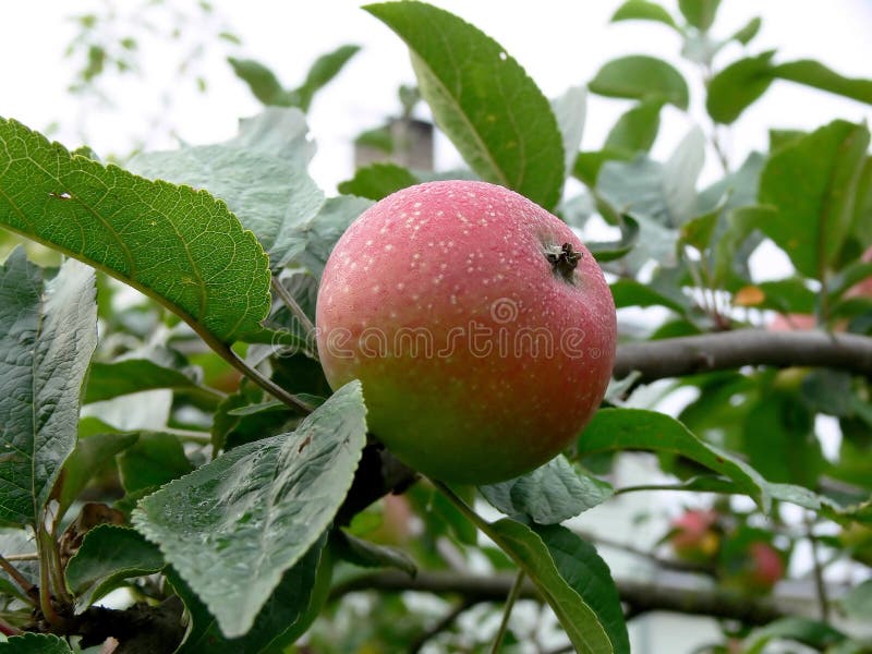 Red apple stock image. Image of nature, environment, natural - 1053449
