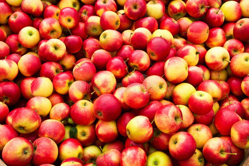 Red apple stock image. Image of fruits, fruit, summer - 14313847