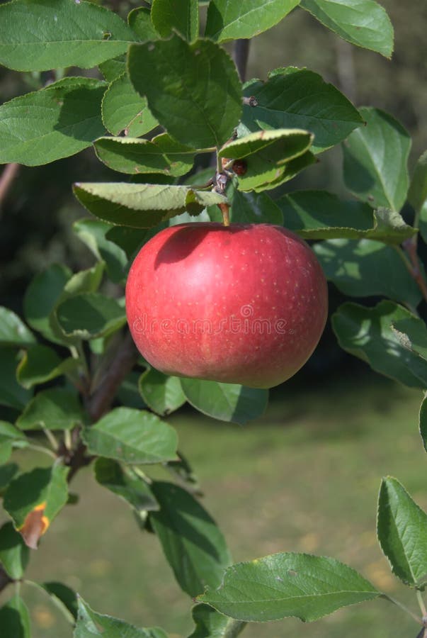 Red apple stock photo. Image of food, fruit, branch, september - 16484538