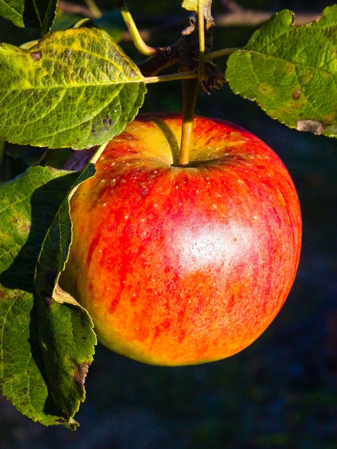 Red apple stock photo. Image of edibles, healthy, plants - 1824128