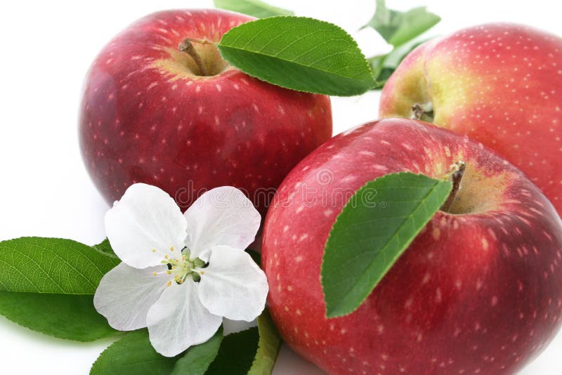 Red apple stock image. Image of daisy, scented, ripe, flowers - 2368341