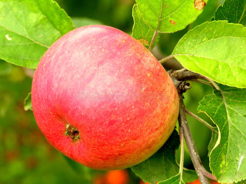 Red apple stock photo. Image of hanging, food, health, cultivation - 265492