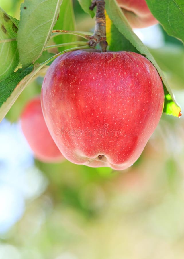 Red delicious apple stock image. Image of leaves, ripe - 3370055