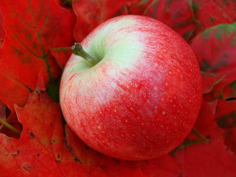 Red apple stock image. Image of fruit, close, round, nature - 284617
