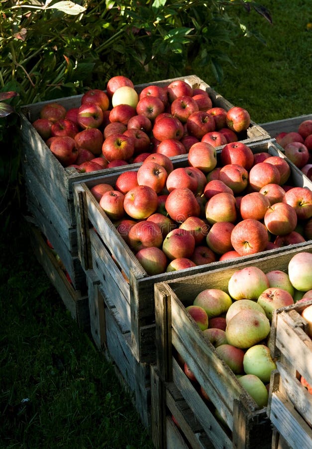 Red apple stock photo. Image of delicious, snack, concept - 13939562