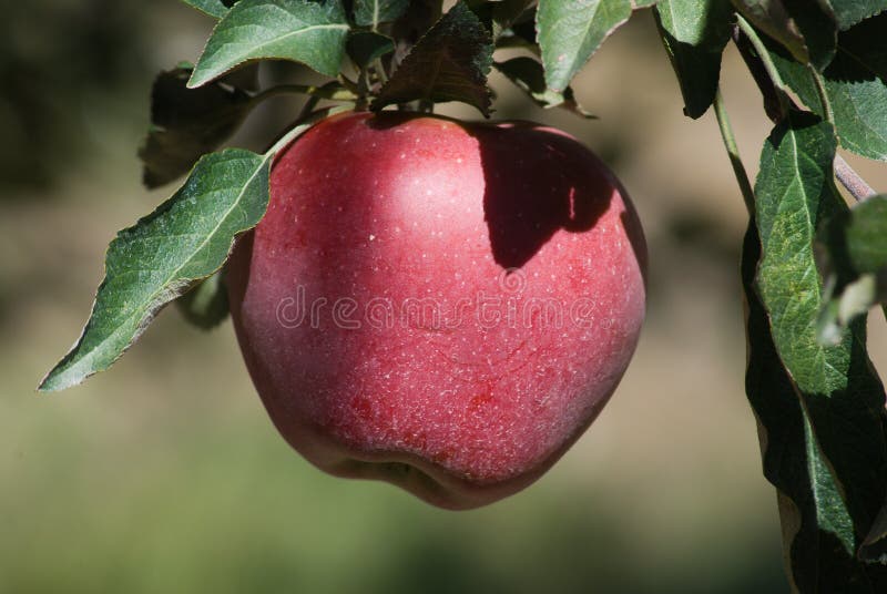 Red apple stock photo. Image of fruit, apple, ripe, october - 3293516