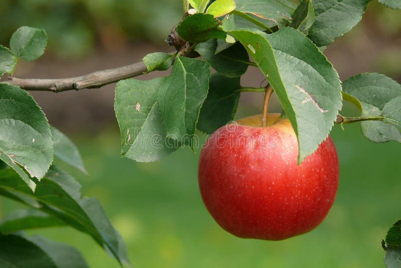 Red apple stock photo. Image of leaf, green, nature, fruit - 3437490