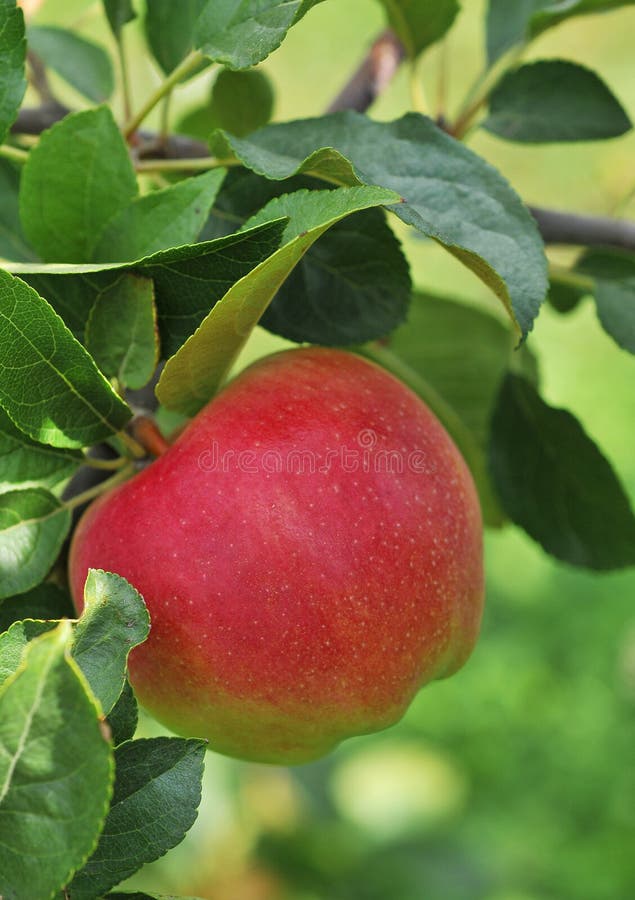 Red apple stock image. Image of agriculture, autumn, food - 5905797