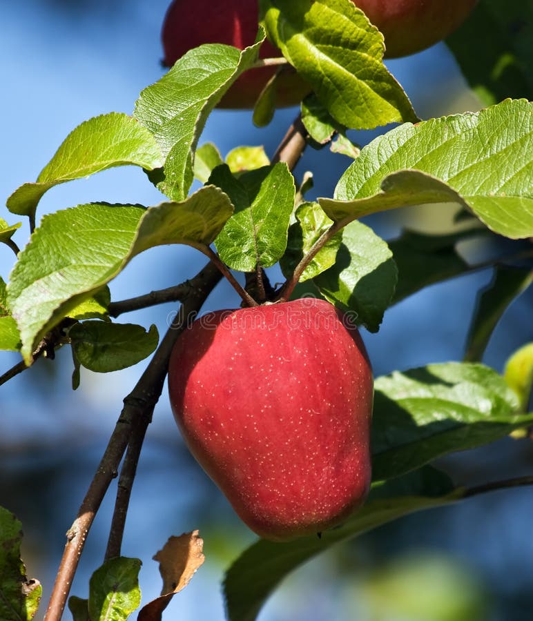 Red apple stock photo. Image of healthy, fall, diet, leaves - 6736624