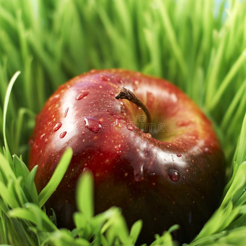 Red Apple stock image. Image of bautiful, freshness, juicy - 8800189
