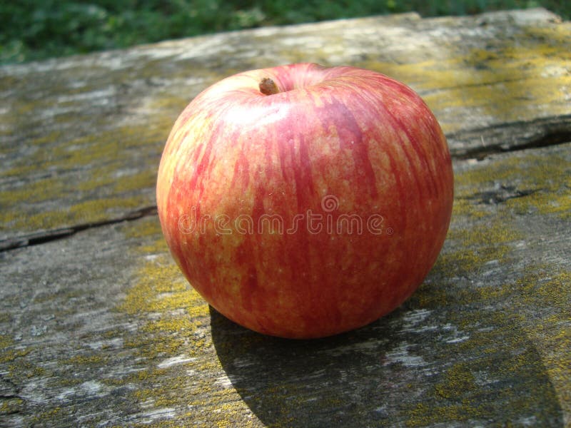 Red Apple on a Bench Close-up Stock Image - Image of autumn, leaf ...