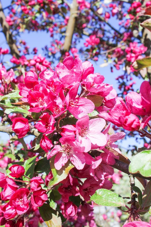 Red apple blossom. stock photo. Image of bright, spring - 90280606