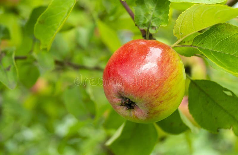 Red Apple on Branch in Garden Stock Image - Image of orchard, branch ...