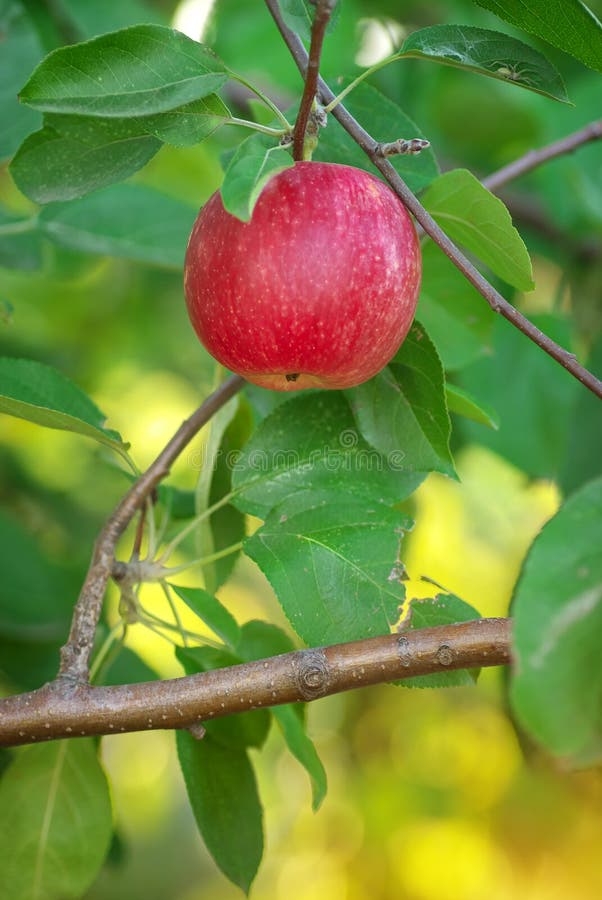 Red apple on branch stock image. Image of horizontal - 52498685