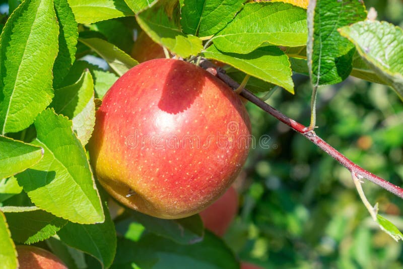 Red apple on the branch stock photo. Image of natural - 156434682