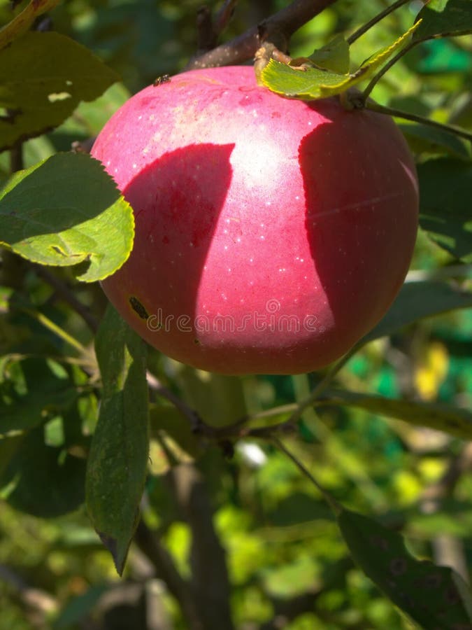 Red apple on branch stock image. Image of horticulture - 33404411