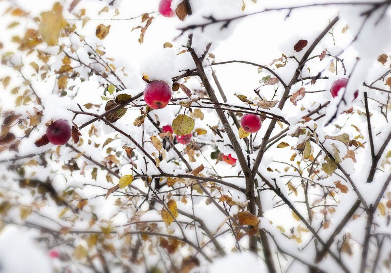 Red Apple on a Branch in the Snow Stock Photo - Image of fall ...