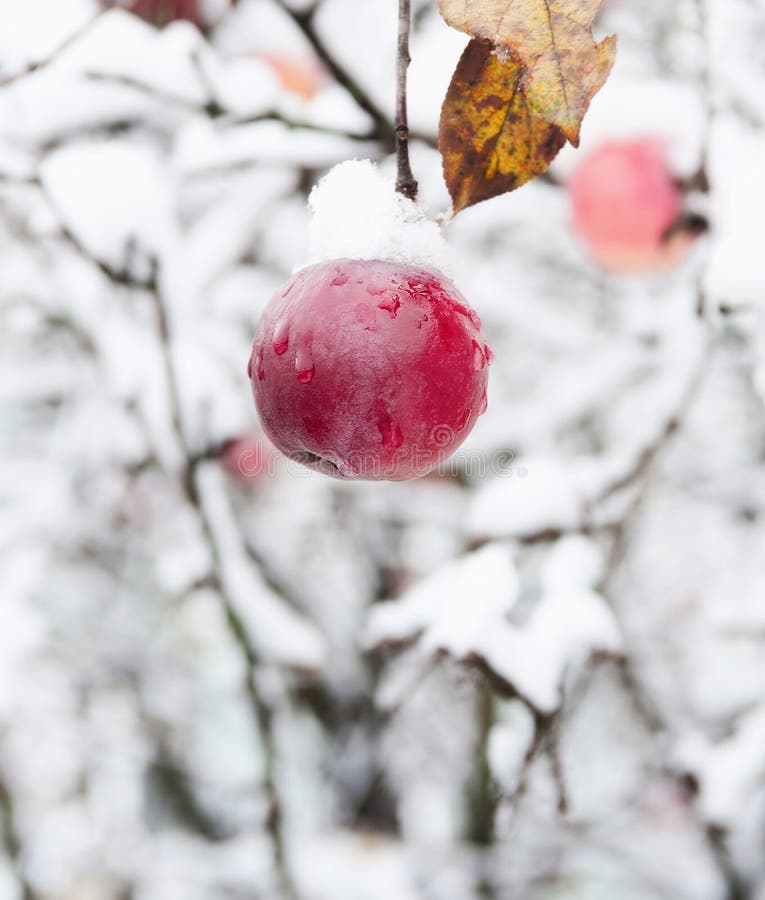 Red Apple on a Branch in the Snow Stock Image - Image of park, scene ...