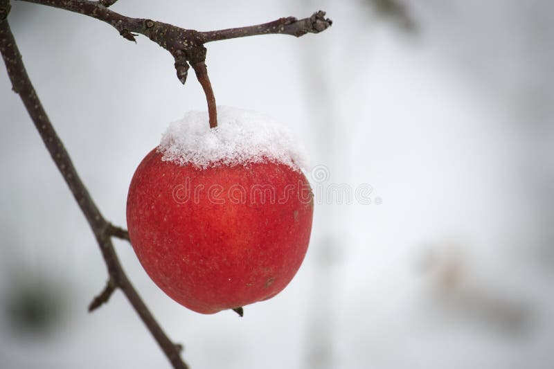 Red Apple Covered in a Thin Layer of Snow Stock Image - Image of color ...