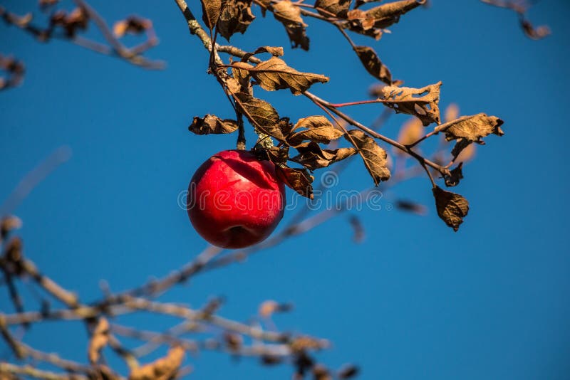 Apple on a tree stock photo. Image of fall, frost, beauty - 102647422