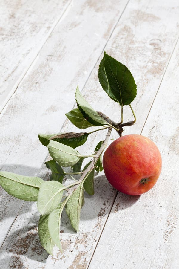 Red Apple, Ecolette on Branch with Leaves Stock Photo - Image of ...