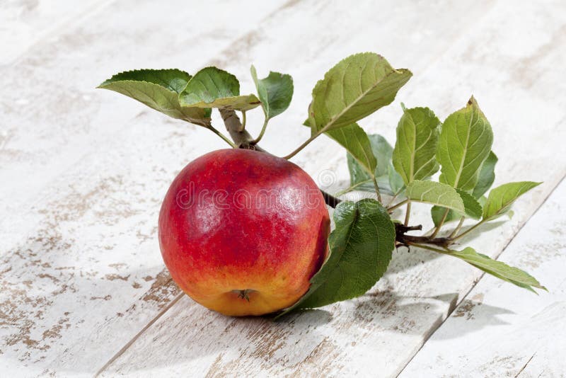 Red Apple, Ecolette on Branch with Leaves Stock Photo - Image of fresh ...