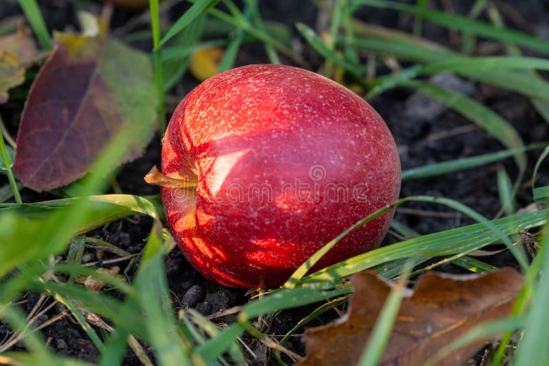 Red Apple Fallen from the Tree on the Ground Stock Image - Image of ...