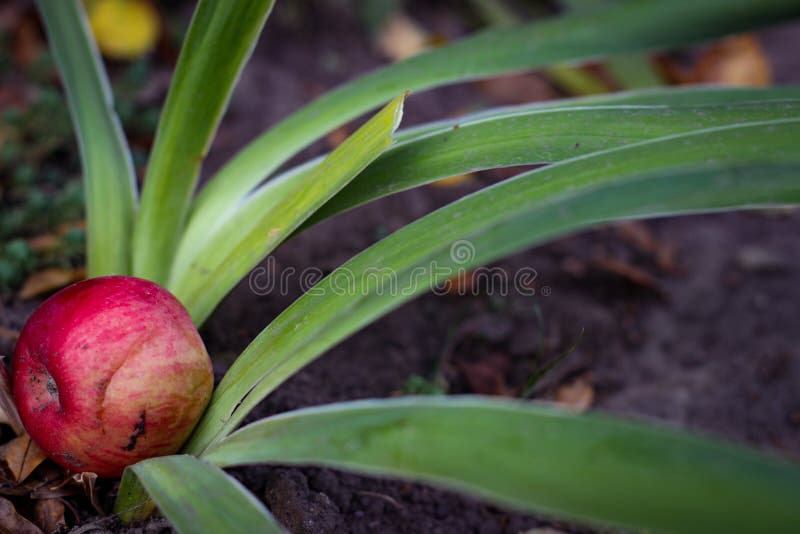 A Red Apple Fell on a Flower Bed Stock Image - Image of apple, fresh ...