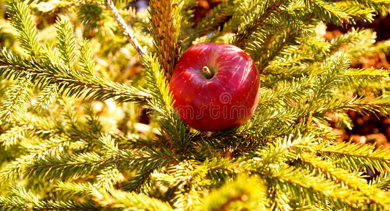 Red apple on the fir tree stock image. Image of harvest - 61347077