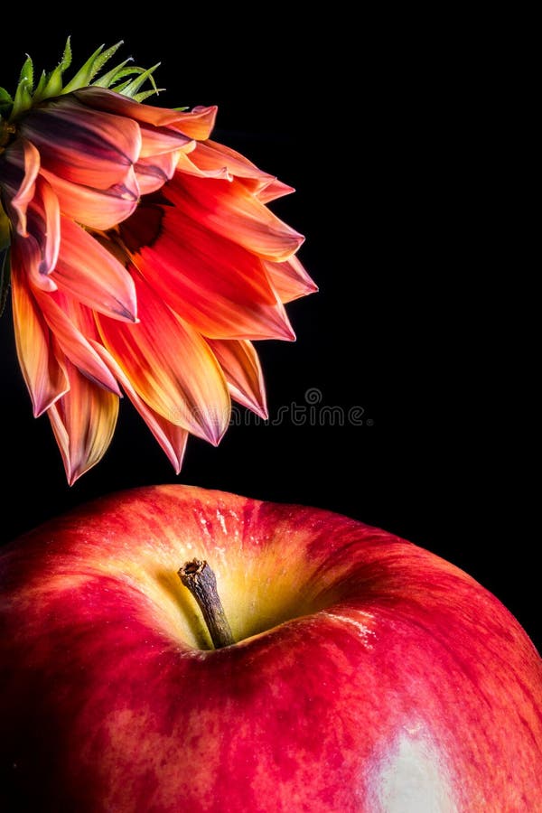 Red apple with flower stock photo. Image of greengrocer - 173142166