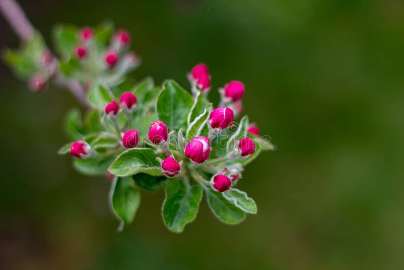 Red apple flowers stock photo. Image of leaf, color - 197218992