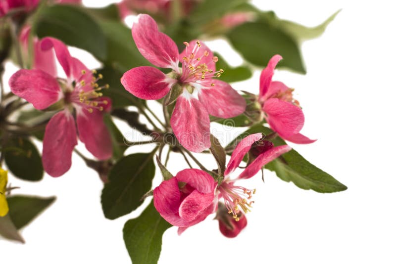 Red Apple Flowers with Leaves Stock Photo - Image of background ...
