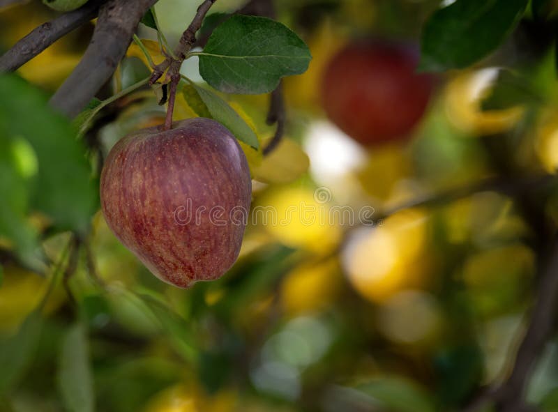 Red Apple stock image. Image of spring, vitamin, green - 377995777