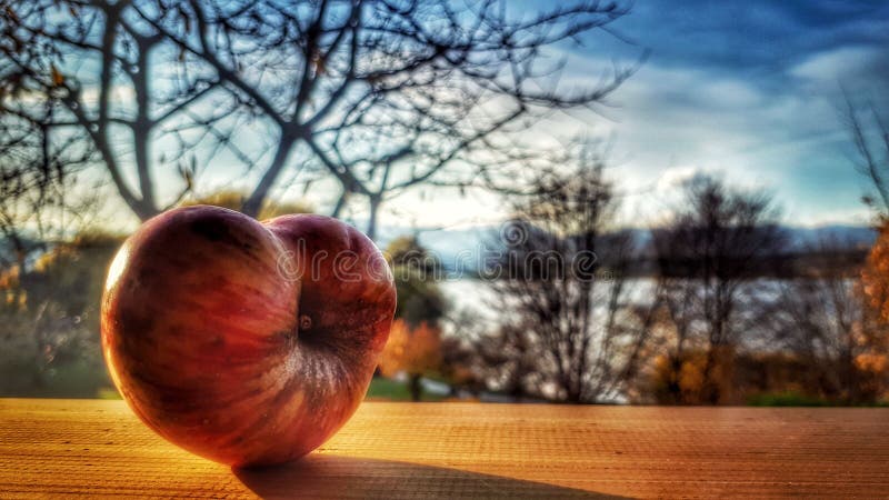 Red Apple Fruit with Bare Trees in Distance Stock Image - Image of ...