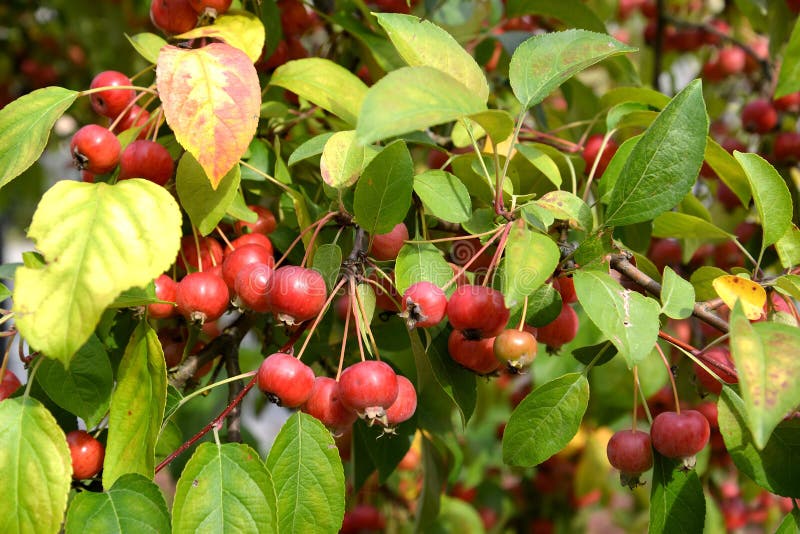 The Red Apple Fruit is Chinese Creamy Malus Prunifolia Willd. Borkh ...