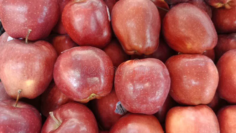 Red Apple Fruit Colony Buah Apel Merah Stock Image - Image of apple ...