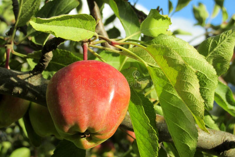 Red Apple Fruit on the Tree Stock Photo - Image of aroma, apple: 78152624