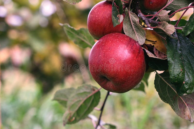 Red apple fruit stock photo. Image of agriculture, fresh - 235777370