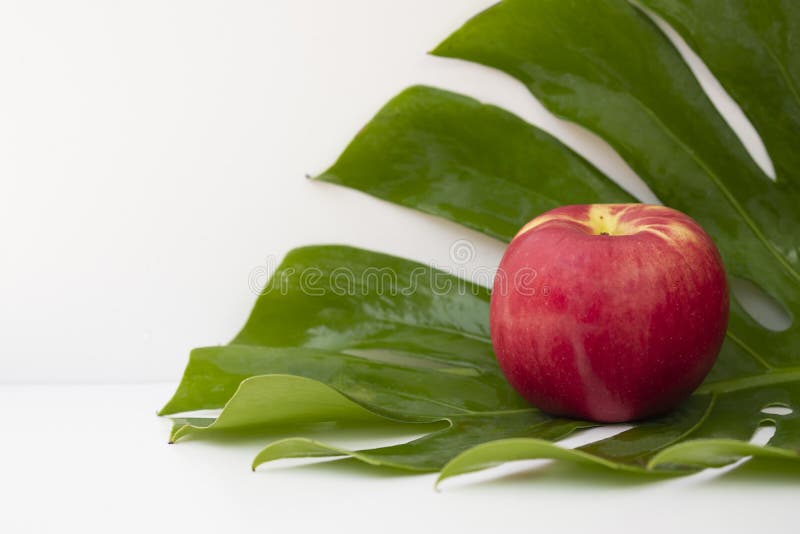 Apple of jungle stock image. Image of fruit, apple, jungle - 166303519