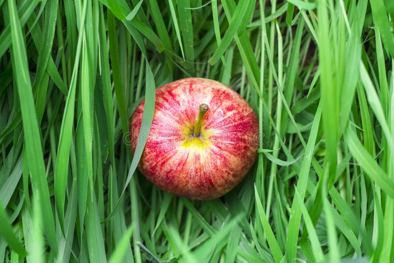 Red apple stock photo. Image of produce, food, grass - 54483206