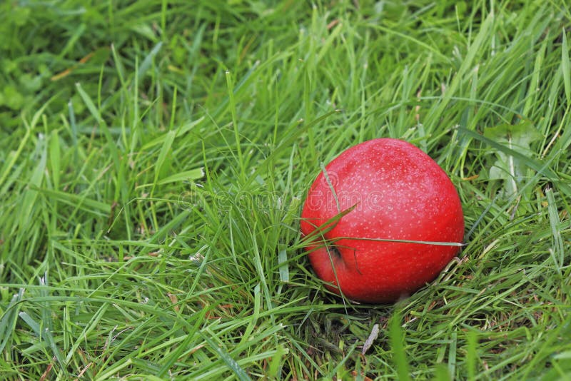 Red apple on the ground stock image. Image of fruit, conservation ...
