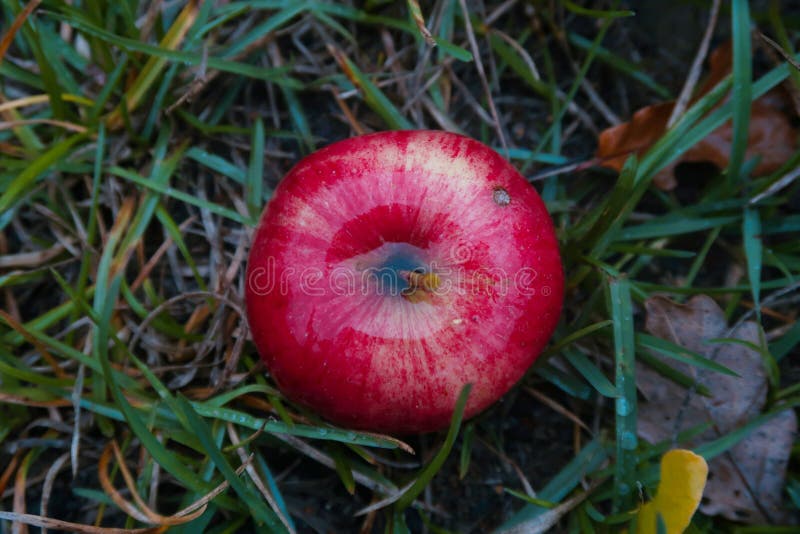 Red apple on the ground stock photo. Image of tree, ground - 259057712