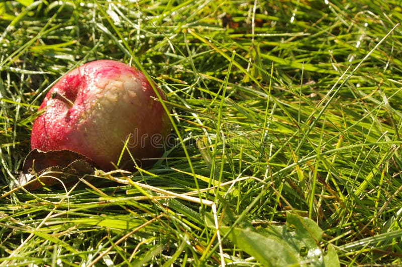 Red Apple on the Ground stock image. Image of fruit, thanks - 45127473