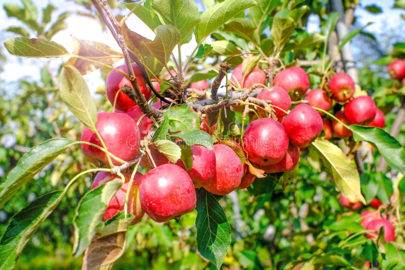 Red apple group on tree stock photo. Image of food, growth - 163818424