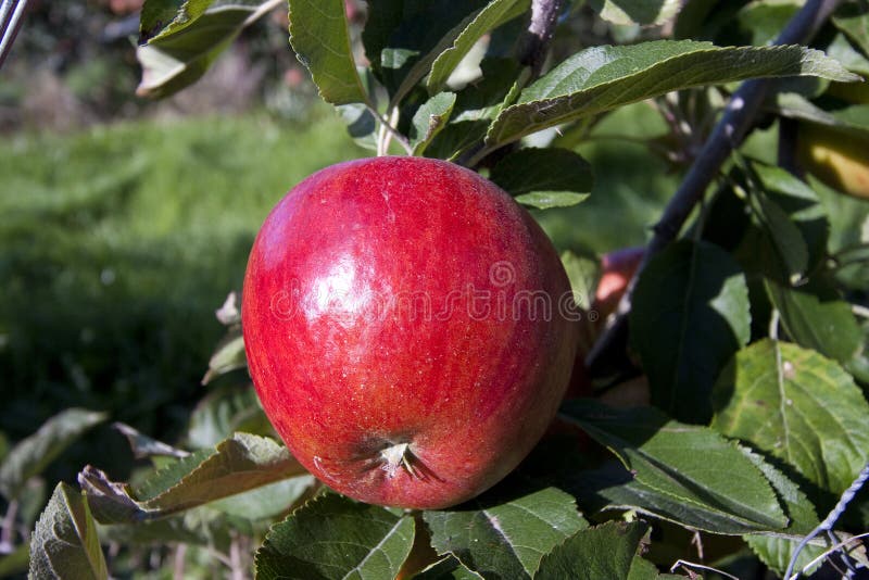 Red Apple Growing on Tree. Natural Products. Stock Photo - Image of ...
