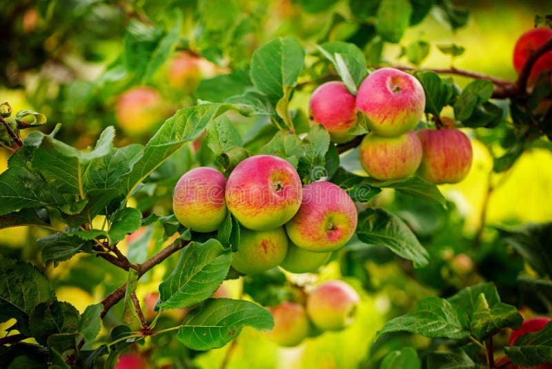 Red Apple Growing on Tree in the Garden Full. Stock Image - Image of ...