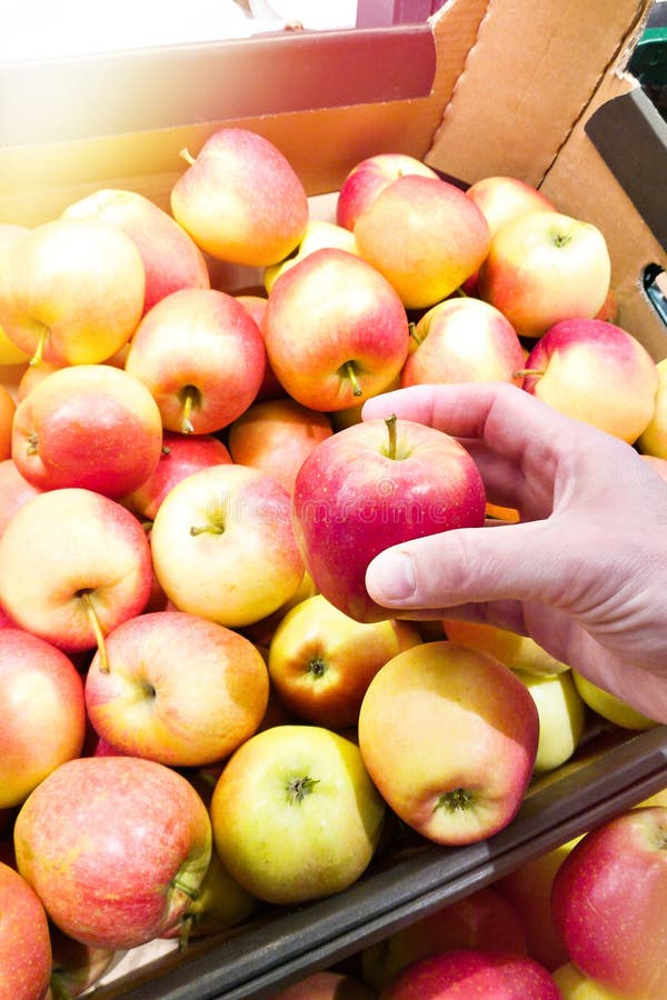 Red apple in hand stock photo. Image of choosing, drink - 310645374