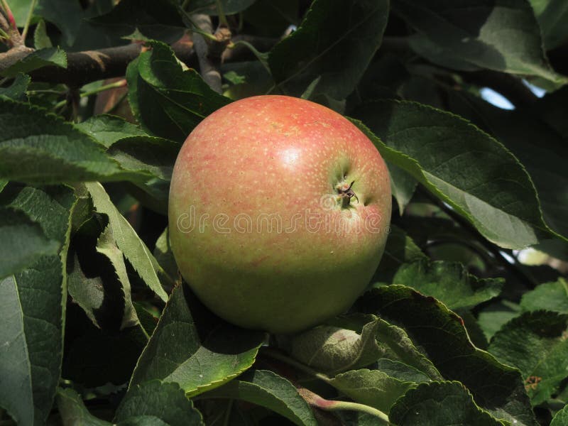 Red Apple Hanging on a Growing Apple Tree . Tuscany, Italy Stock Photo ...