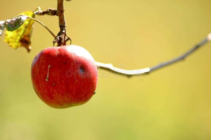 Red Apple Hanging from Tree. Stock Image - Image of orchard, single: 244163