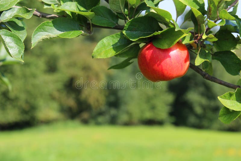 Red Apple Hanging from a Tree Stock Image - Image of space, people ...